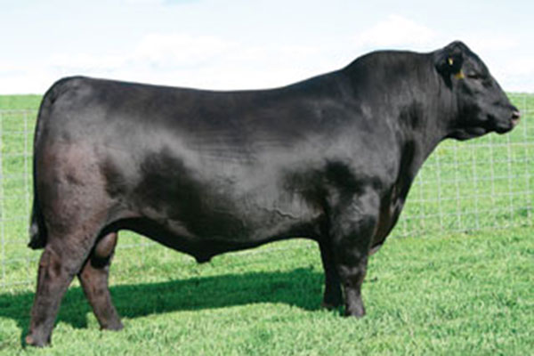 Sires | Panther Creek Ranch